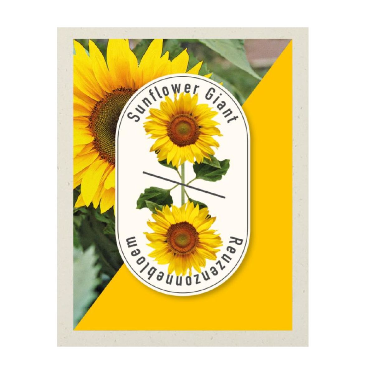 Seminte de floarea soarelui GIGANT,1 gram, TUIN – Hectarul.ro