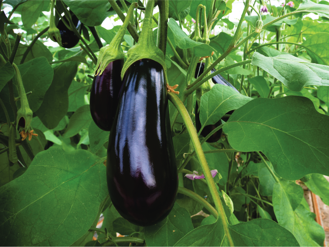 Seminte Vinete Minerva F1 - 500 sem, HEKTAR SEEDS – Hectarul.ro